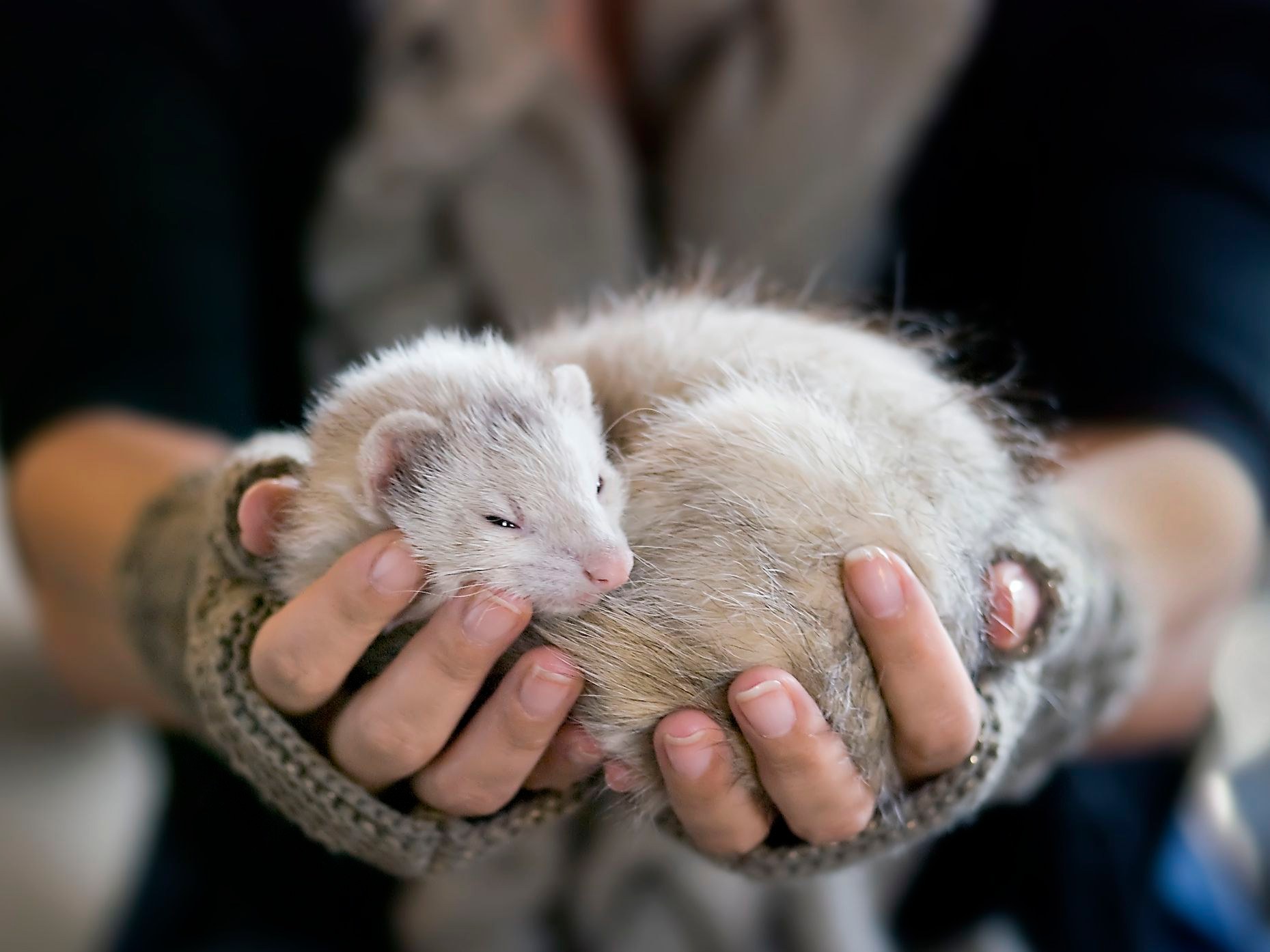 KINDNESS MATTERS FERRET RESCUE