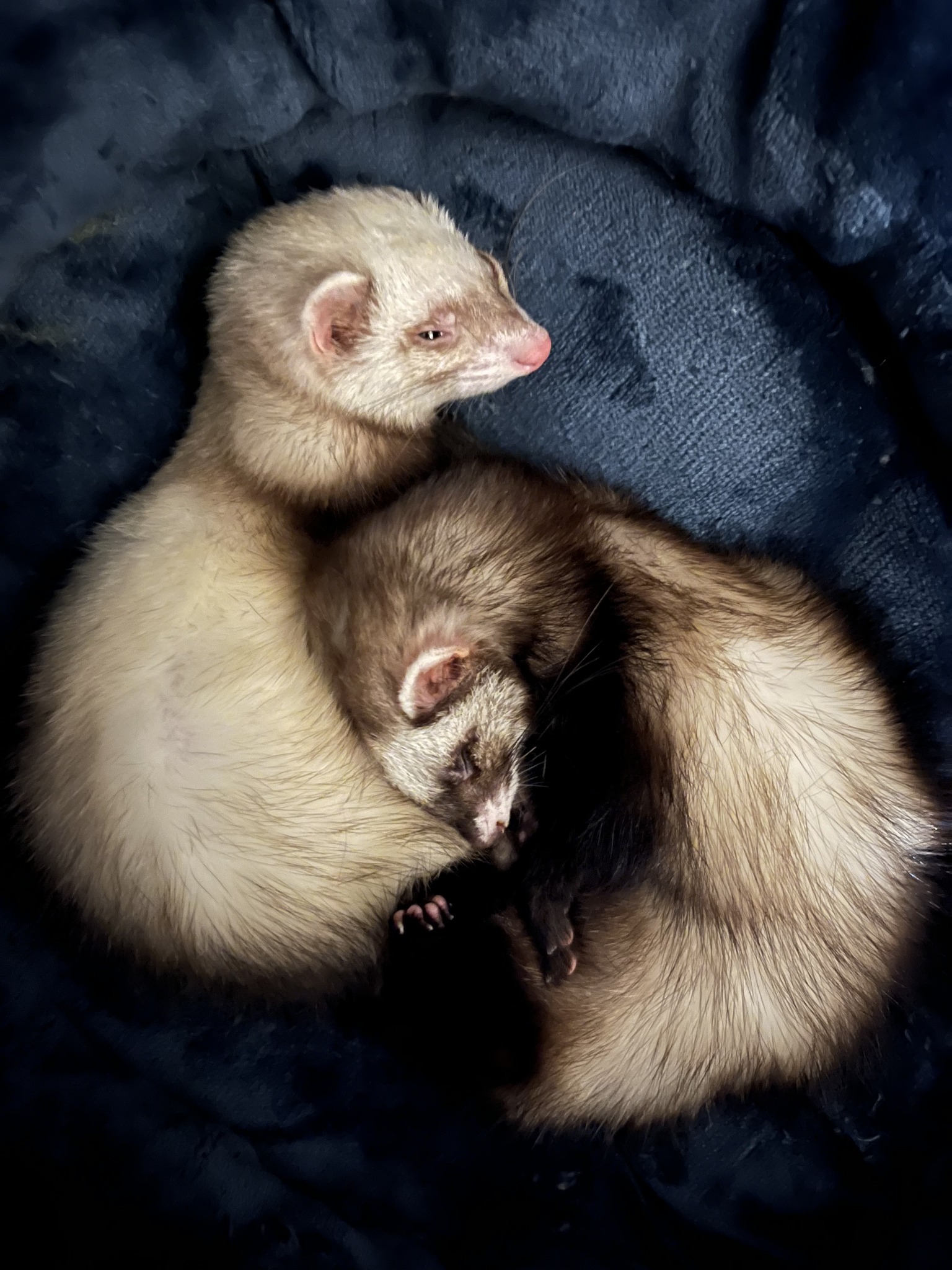 KINDNESS MATTERS FERRET RESCUE