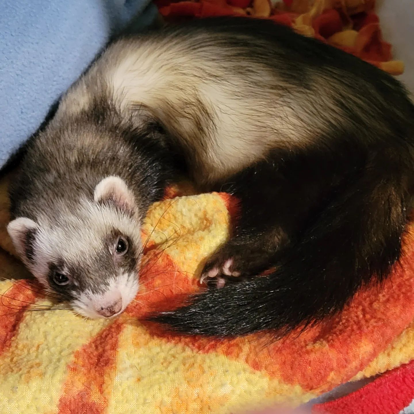 KINDNESS MATTERS FERRET RESCUE