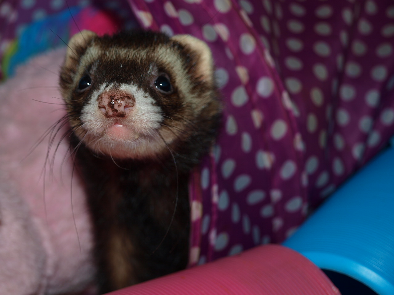 KINDNESS MATTERS FERRET RESCUE