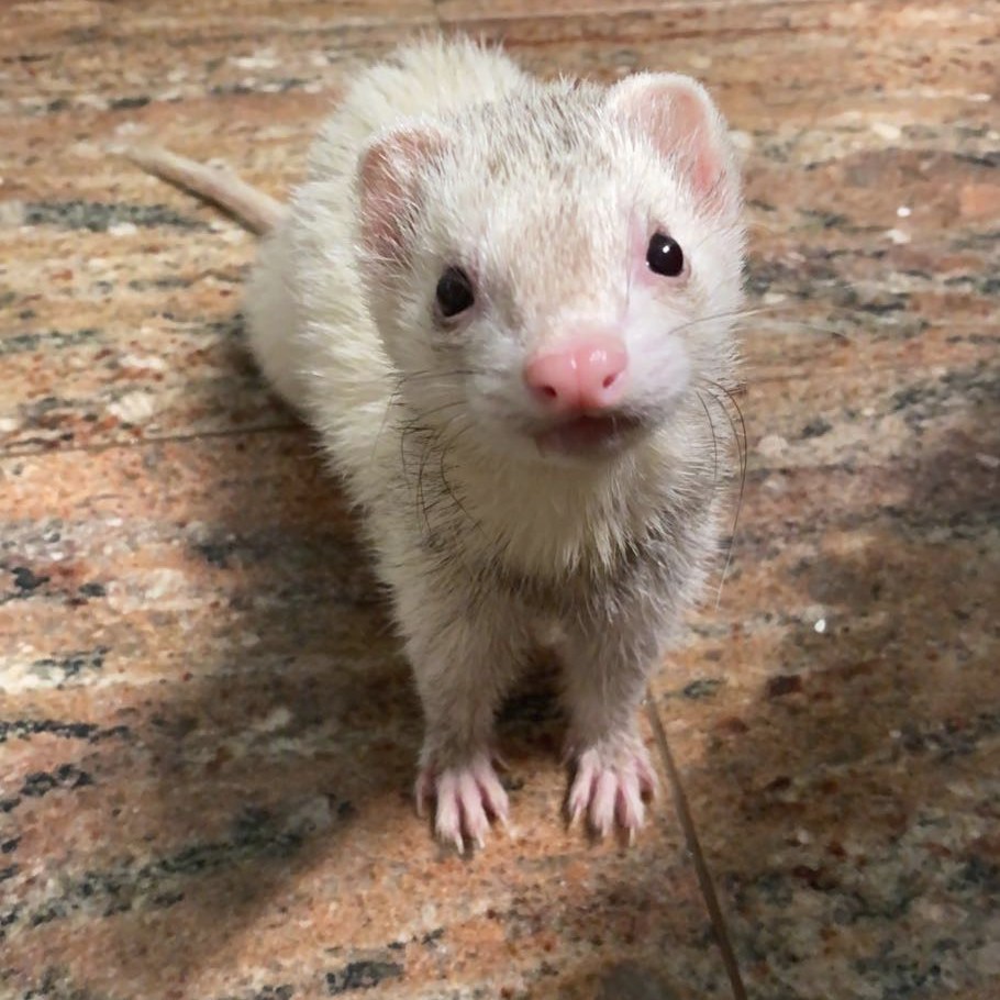 KINDNESS MATTERS FERRET RESCUE